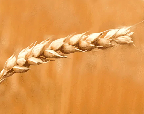 ¿Qué es la Alulosa y de dónde proviene? - Iansa Empresa